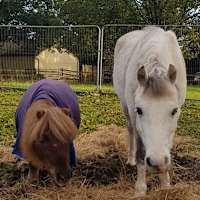 Wythall Animal Sanctuary, Birmingham | Animal Welfare Societies - Yell