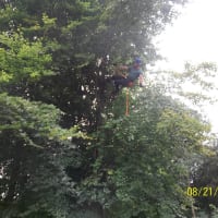 Green Machine Tree Services, Mansfield | Tree Surgeons - Yell