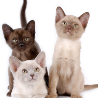 Malaika Burmese, Basingstoke | Cat Breeders - Yell