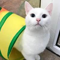 Corley Rocks Cattery & Grooming Parlour, Coventry | Catteries - Yell