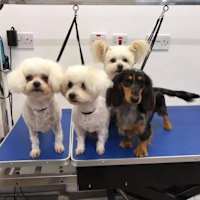 Top Knot & Tails Grooming Salon, Gravesend | Dog & Cat Grooming - Yell