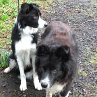 Kenzie Dog Sitting, Castle Douglas | Home & Pet Sitting - Yell