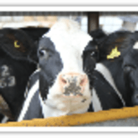 Rowdey Cow Farm Cafe & Ice Cream Parlour, Devizes | Cafes & Coffee ...