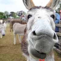 The Donkey Sanctuary Manchester, Manchester | Animal Welfare Societies ...