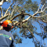 Teign Trees, Teignmouth | Tree Surgeons - Yell