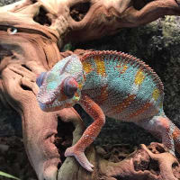 Lounge Room Lizards, Liverpool | Pet Services - Yell