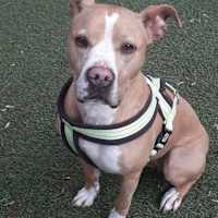 Wythall Animal Sanctuary, Birmingham | Animal Welfare Societies - Yell