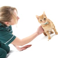 Eastcott Veterinary Hospital, Swindon | Vets - Yell