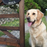 Beechtree Kennels, Lisburn | Dog Boarding - Yell