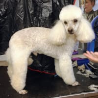 Posh Dogs Grooming Salon, Newcastle Upon Tyne | Dog & Cat Grooming - Yell