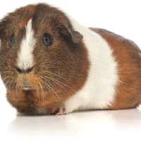 Moorview Vets, Ashington | Vets - Yell