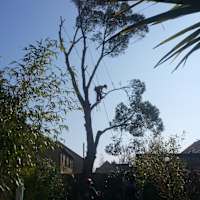 Wiltshire Tree Management, Devizes | Tree Surgeons - Yell