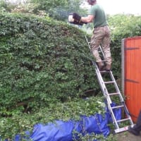 Green Machine Tree Services, Mansfield | Tree Surgeons - Yell