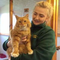 Longcroft Boarding Kennels & Cattery, Derby | Dog Day Care - Yell