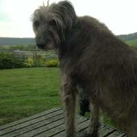 Hooves, Paws & More Wiltshire, Devizes | Boarding Kennels - Yell