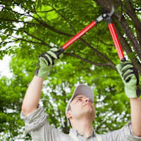 The Richmond Tree Surgeon, Richmond | Tree Surgeons - Yell