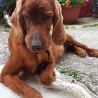 Wuff Wash, Wallasey | Dog & Cat Grooming - Yell