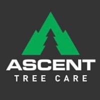 Ascent Tree Care, Reading | Tree Surgeons - Yell