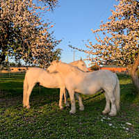 Murcot Farm Livery Stables, Broadway | Stables - Yell
