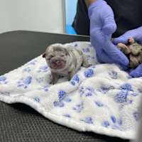 GoVets, Manchester | Vets - Yell