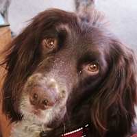 Hooves, Paws & More Wiltshire, Devizes | Boarding Kennels - Yell