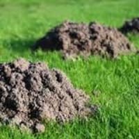 The Traditional Mole Catcher, Windsor | Pest & Vermin Control Services ...