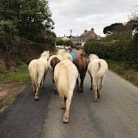 Goonbell Riding Centre, St. Agnes | Riding Schools - Yell