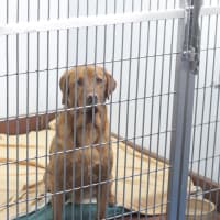 Castle Vets Pet Healthcare Centre, Reading | Vets - Yell