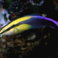 Abyss Aquatic Warehouse, Stockport | Aquarium & Pond Supplies - Yell