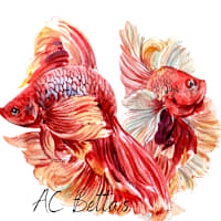 AC Betta's Fish, Bourne | Aquarium & Pond Supplies - Yell