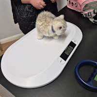 Bluebell Veterinary Surgery, Southampton | Vets - Yell