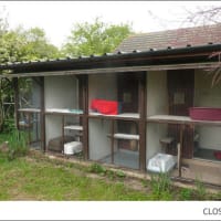 Katz Kingdom Cattery, Benfleet | Catteries - Yell