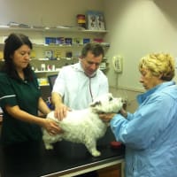 Wagtails Veterinary Centre, Harrogate | Vets - Yell