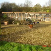 Milestone Cattery | Catteries - Yell