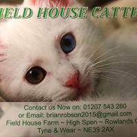 Field House Boarding Cattery, Rowlands Gill | Catteries - Yell