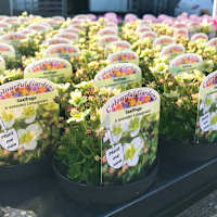 Gedney Bulb Co.Ltd, Spalding | Wholesale Horticultural Nurseries - Yell