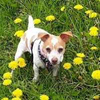 Hobbit Pet Services, Towcester | Dog Walkers - Yell