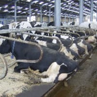 Mayo Cow Comfort, Leyland | Agricultural Supplies - Yell