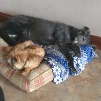 Hooves, Paws & More Wiltshire, Devizes | Boarding Kennels - Yell