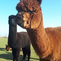 Portland Alpacas, Portland | Tourist Attractions - Yell