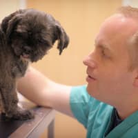 Hythe Vet Centre, Hythe | Vets - Yell