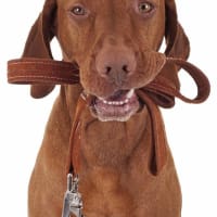 Arundel Dog Walking Services, Arundel | Dog Walkers - Yell