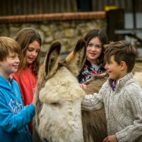 The Donkey Sanctuary Manchester, Manchester | Animal Welfare Societies ...