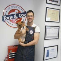 Tony & Dog, Sale | Dog & Cat Grooming - Yell