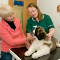 Castle Vets Pet Healthcare Centre, Reading | Vets - Yell
