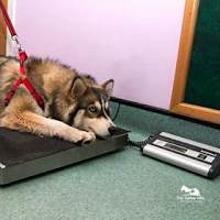 Tay Valley Veterinary & Equine Centre, Perth | Vets - Yell