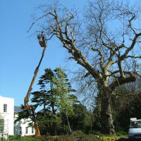 Blue Cedar Tree Surgeons, Chichester | Tree Surgeons - Yell