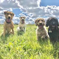 K9 Instinct | Dog Walkers - Yell