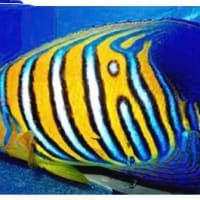 Abyss Aquatic Warehouse, Stockport | Aquarium & Pond Supplies - Yell