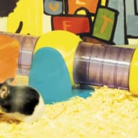 Linlithgow Pet Shop, Linlithgow | Pet Shops - Yell